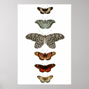 Vintage Butterfly Posters & Photo Prints | Zazzle AU