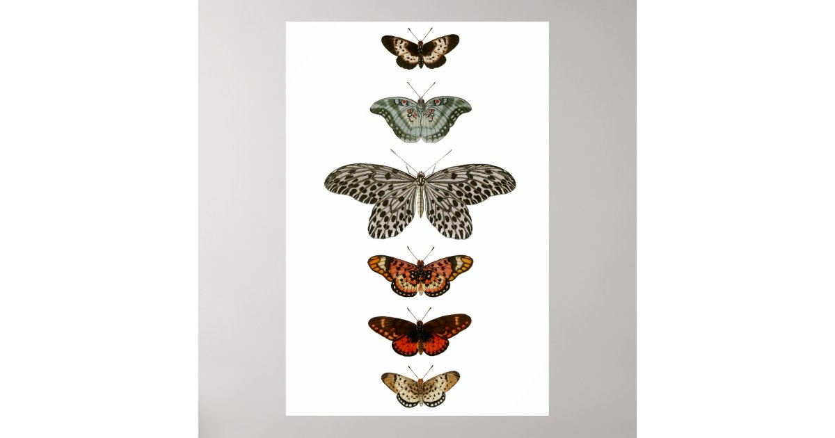 Butterfly Compilation Poster | Zazzle