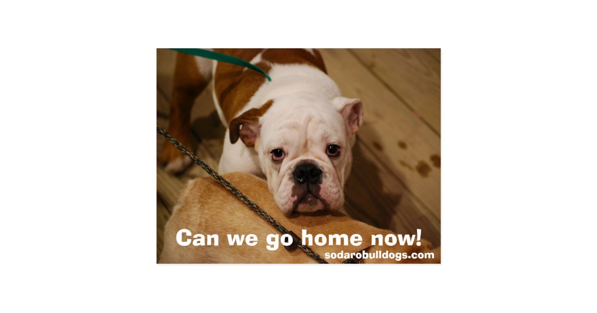 Can we go home now! postcard | Zazzle.com.au