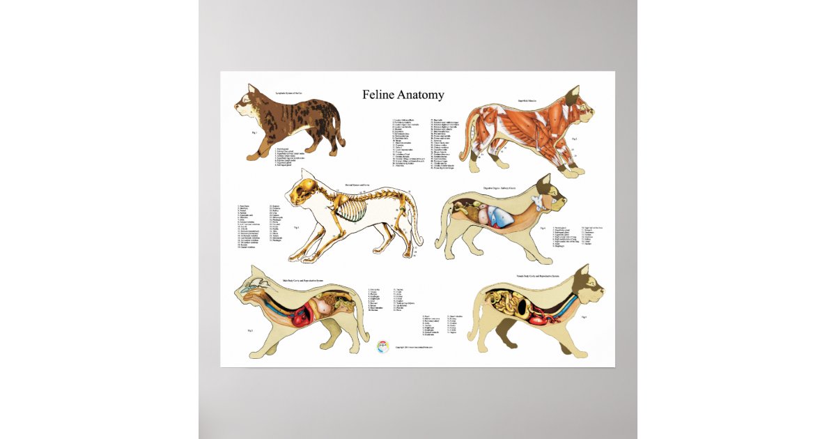 Cat Anatomy Poster Wall Chart | Zazzle