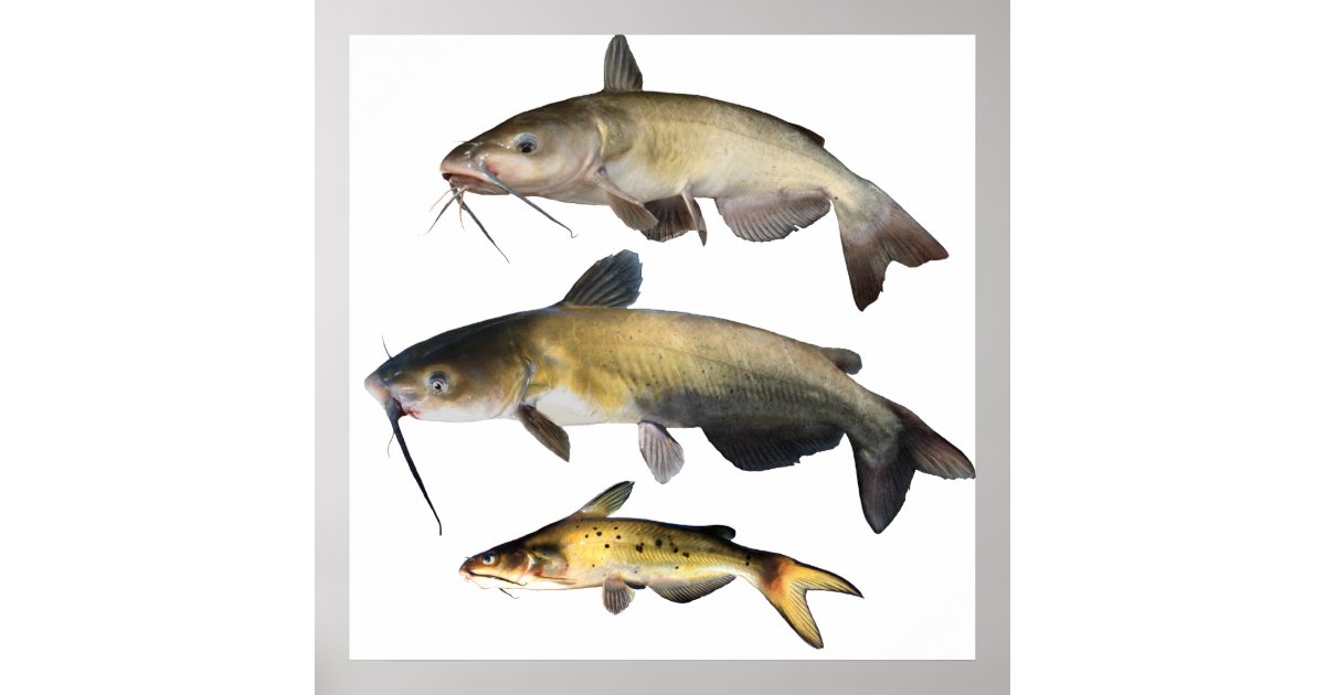 Catfish Family Poster | Zazzle