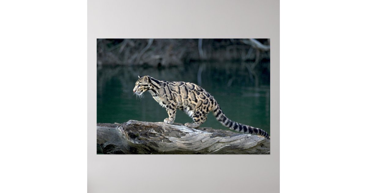 Clouded leopard poster | Zazzle