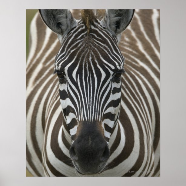 Zebra Posters & Photo Prints | Zazzle AU