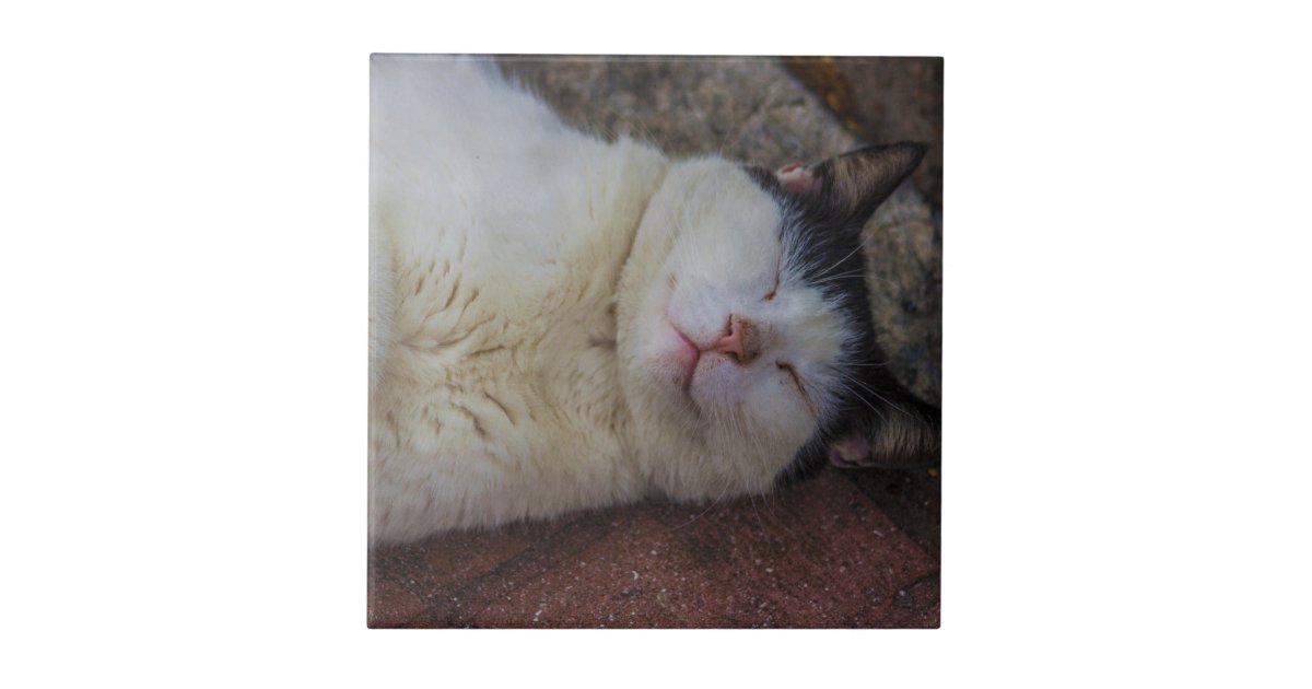 Content Cat Sleeping on Her Back Tile | Zazzle