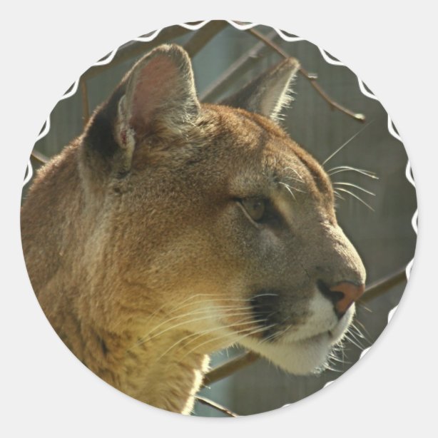 Cougar Stickers | Zazzle AU