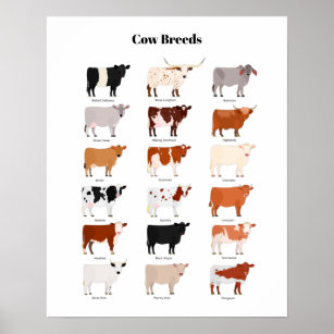 Common Breeds Of Beef And Dairy Cows Chart Vintage Poster, 50% OFF