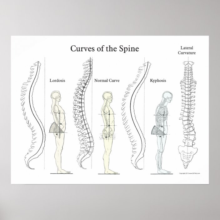 Curves of the Spine Poster Chiropractic | Zazzle.com.au