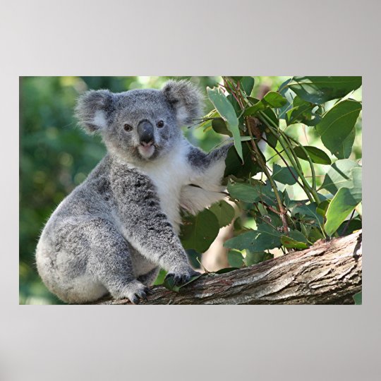 Cute Australian koala Poster | Zazzle.com.au