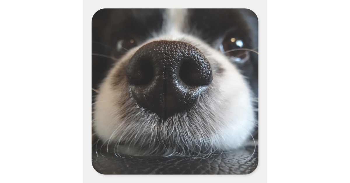 Cute Border Collie Nose Closeup Square Sticker | Zazzle