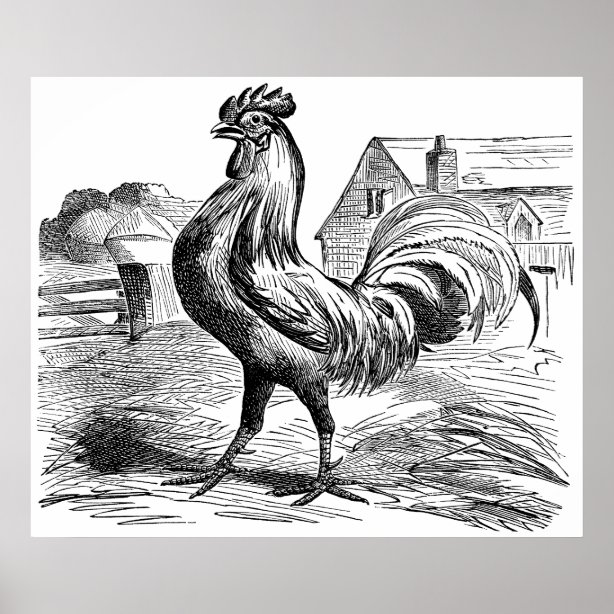 Rooster Art & Wall Décor | Zazzle.com.au
