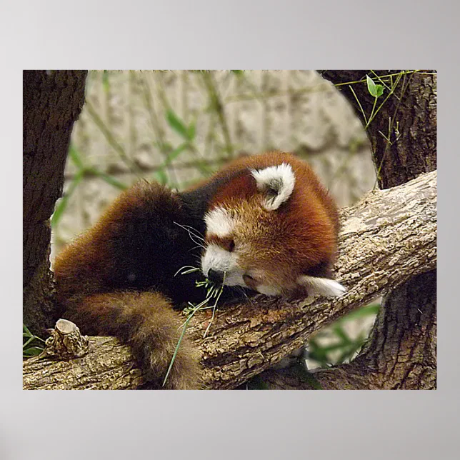 Cute Sleeping Red Panda w/ Food in Its Mouth Poster | Zazzle