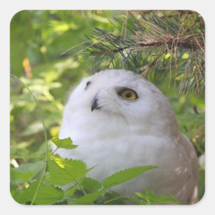 Owl Accessories Stickers | Zazzle AU