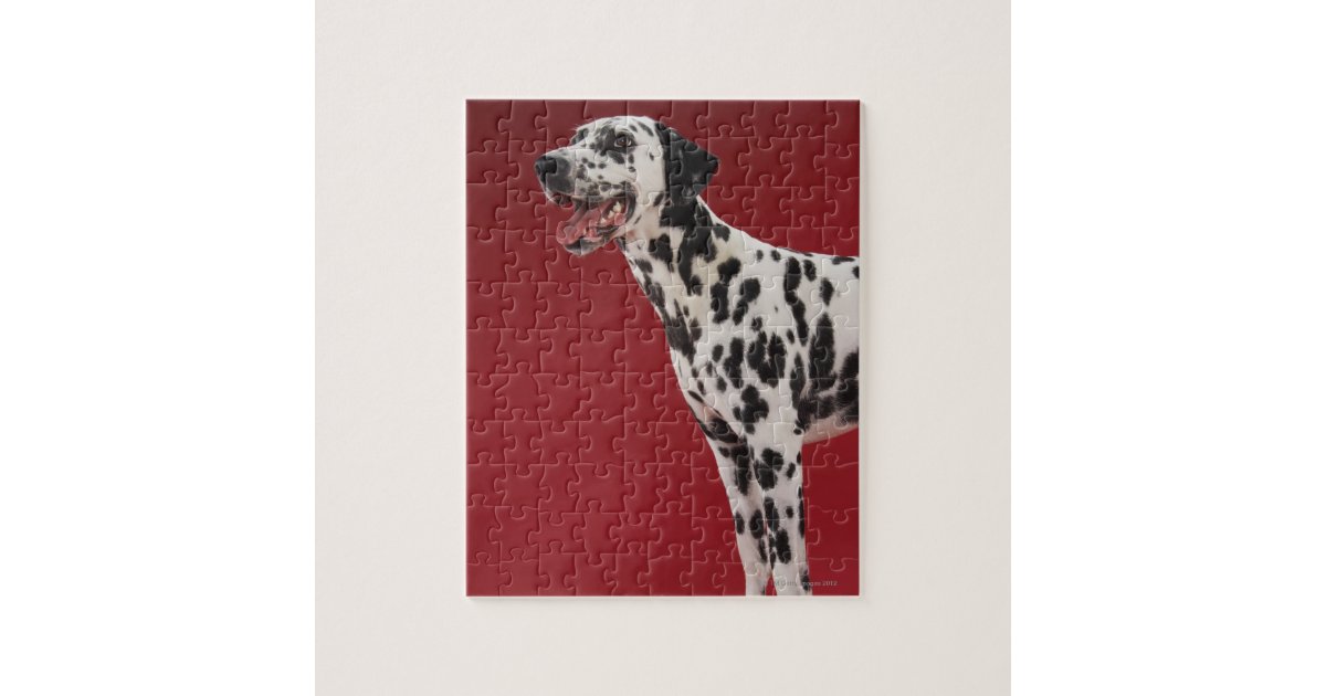 Dalmatian 6 jigsaw puzzle | Zazzle