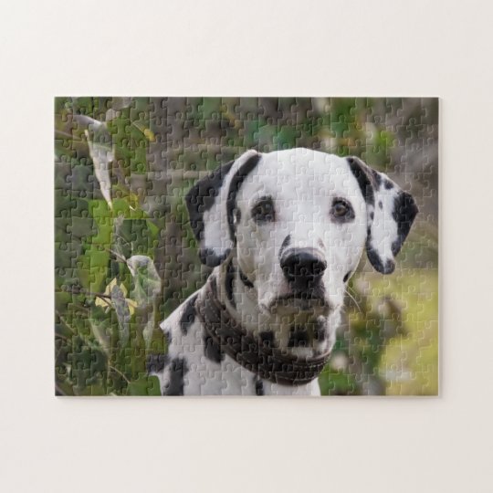 Dalmatian Dog Jigsaw Puzzle | Zazzle.com.au