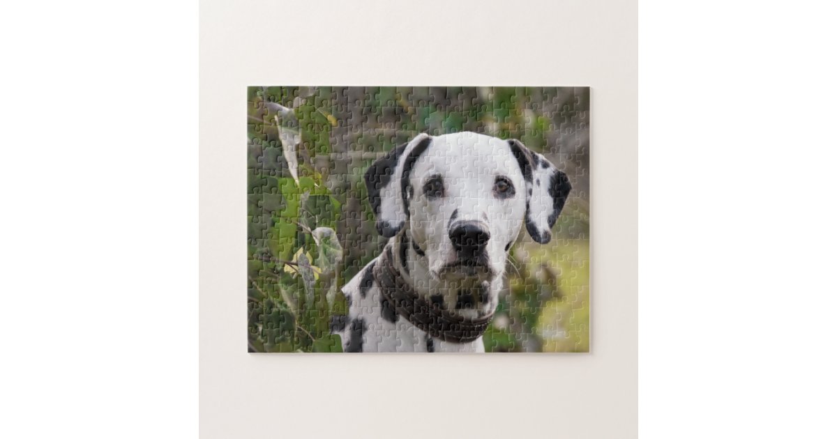 Dalmatian Dog Jigsaw Puzzle | Zazzle
