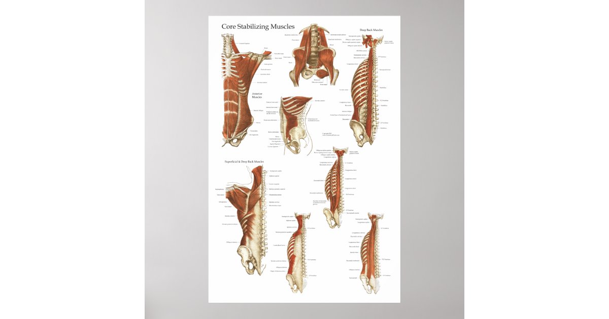 Deep and Core Stabilising Muscles Anatomy Poster | Zazzle