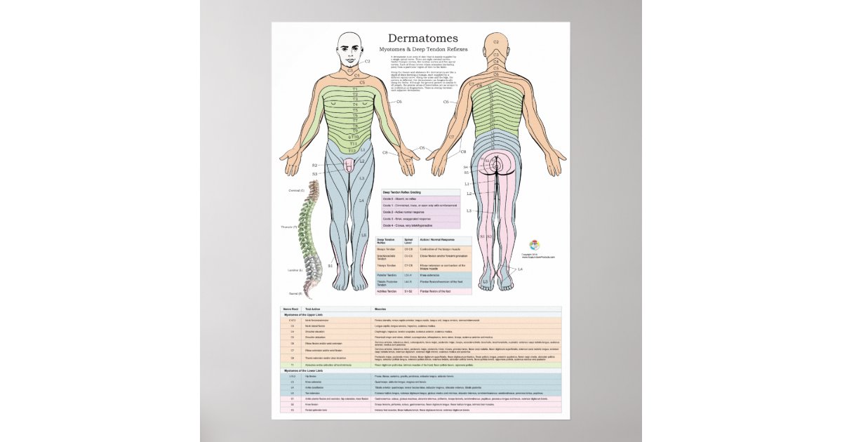 Dermatomes Myotomes and DTR Poster Chiropractic | Zazzle