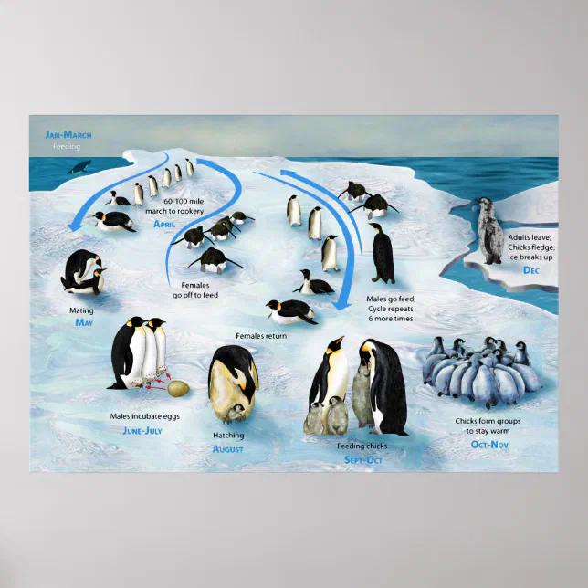 Diagram of a Life Cycle of the Emperor Penguin Poster | Zazzle