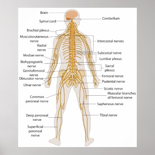 Diagram of the Human Body's Nervous System Poster | Zazzle