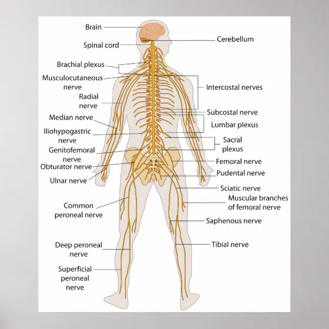 Diagram of the Human Body's Nervous System Poster | Zazzle