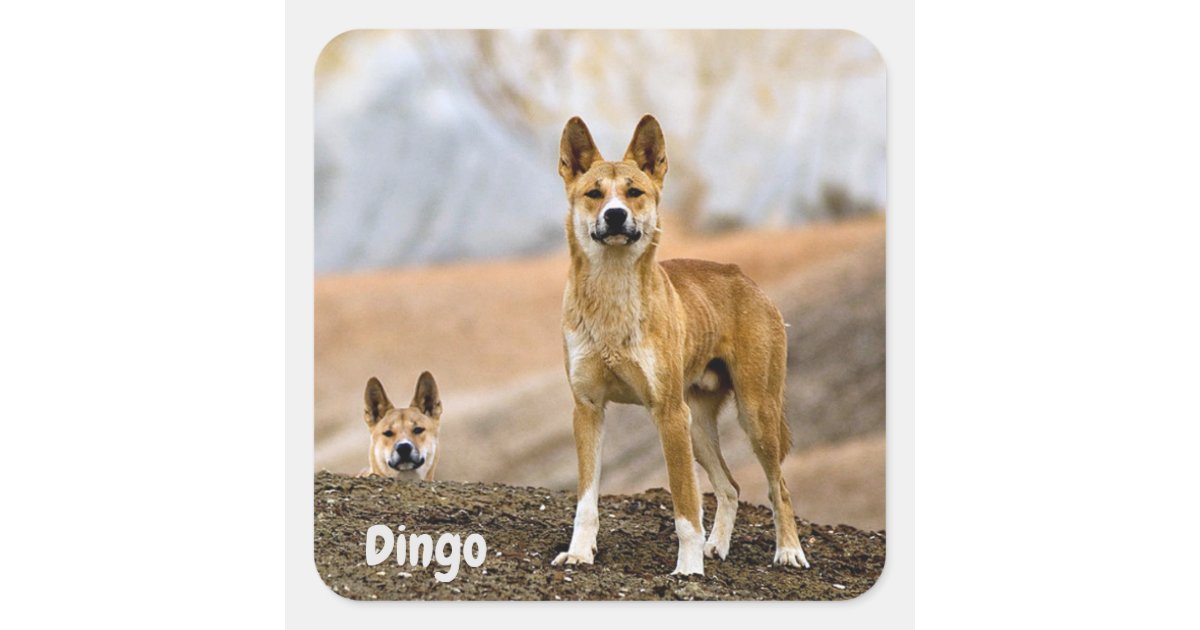 Dingo background square sticker | Zazzle