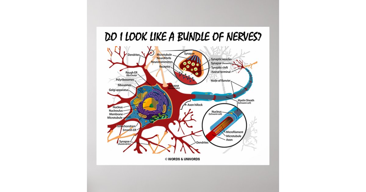 Do I Look Like A Bundle Of Nerves? Neuron Synapse Poster | Zazzle