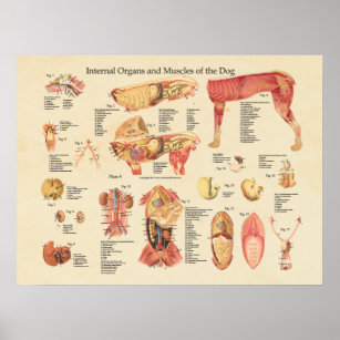 Anatomy Chart Posters & Photo Prints | Zazzle AU