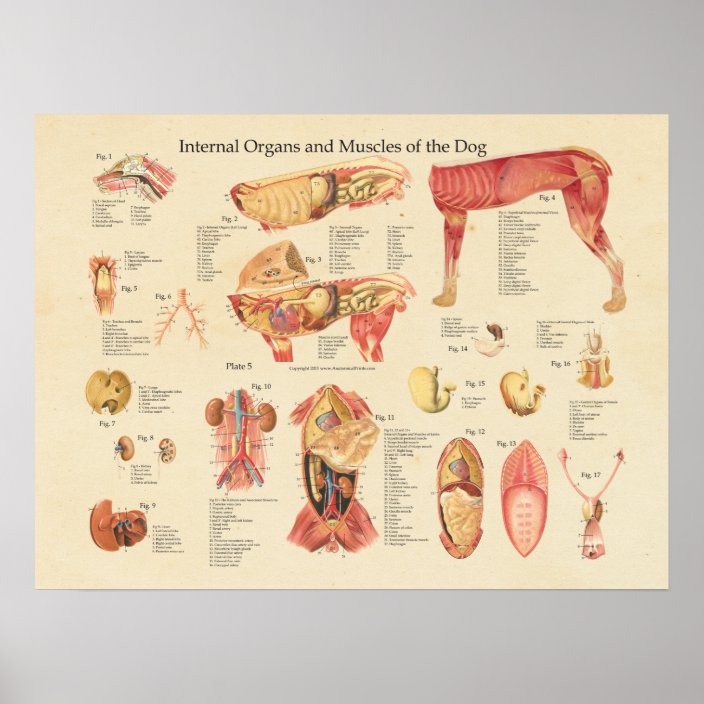 Dog Internal Organ Anatomy Wall Chart | Zazzle.com.au