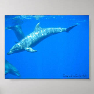 Dolphin Posters | Zazzle.com.au