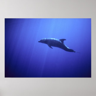 Dolphin Posters | Zazzle.com.au