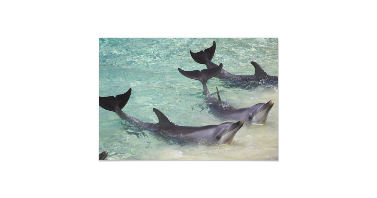 Dolphins, Sea World, Gold Coast, Queensland, Photo Print | Zazzle