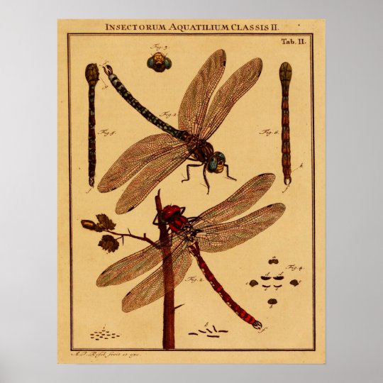 Dragonfly Poster | Zazzle.com.au