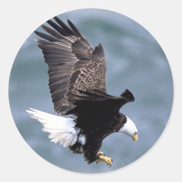 Eagle Stickers | Zazzle AU