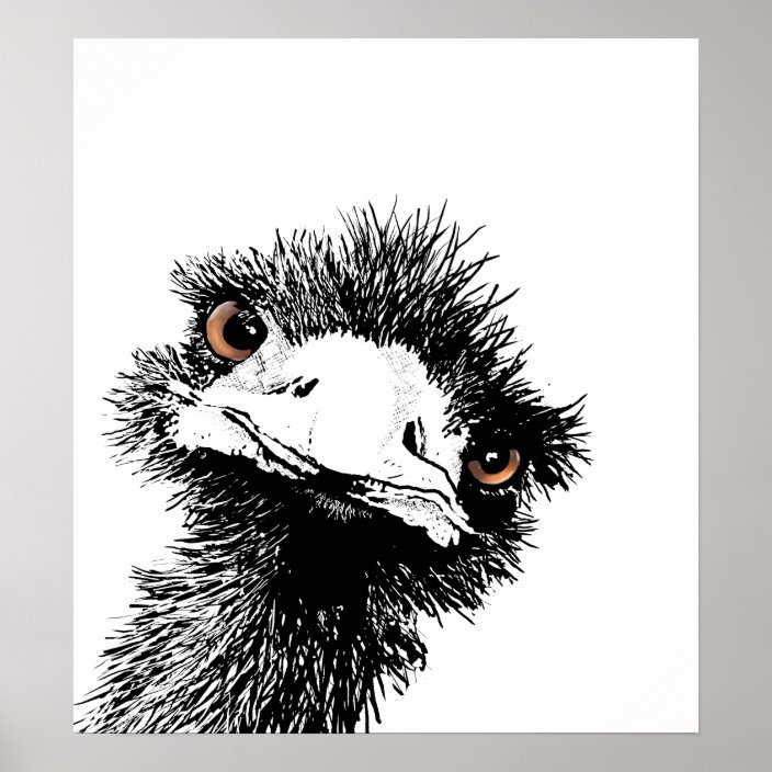 Emu – Pen and Ink Poster | Zazzle.com.au