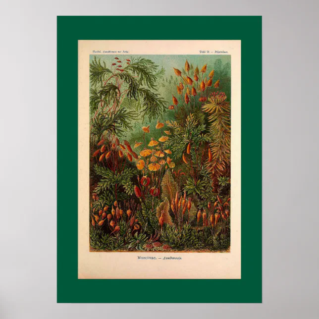 Ernst Haeckel Muscinae vintage illustration Poster | Zazzle