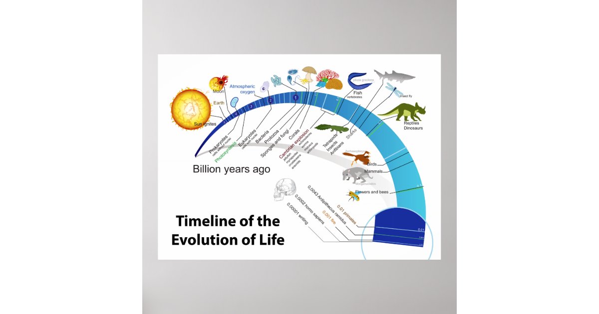 Evolution of Life on Earth Timeline Diagram Poster | Zazzle
