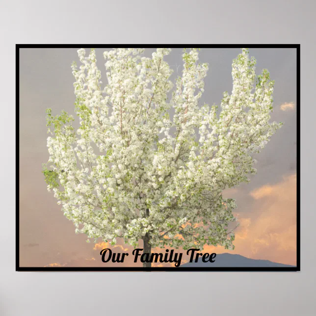Family Tree White Blossoms Tree Photo | Sunset Poster | Zazzle