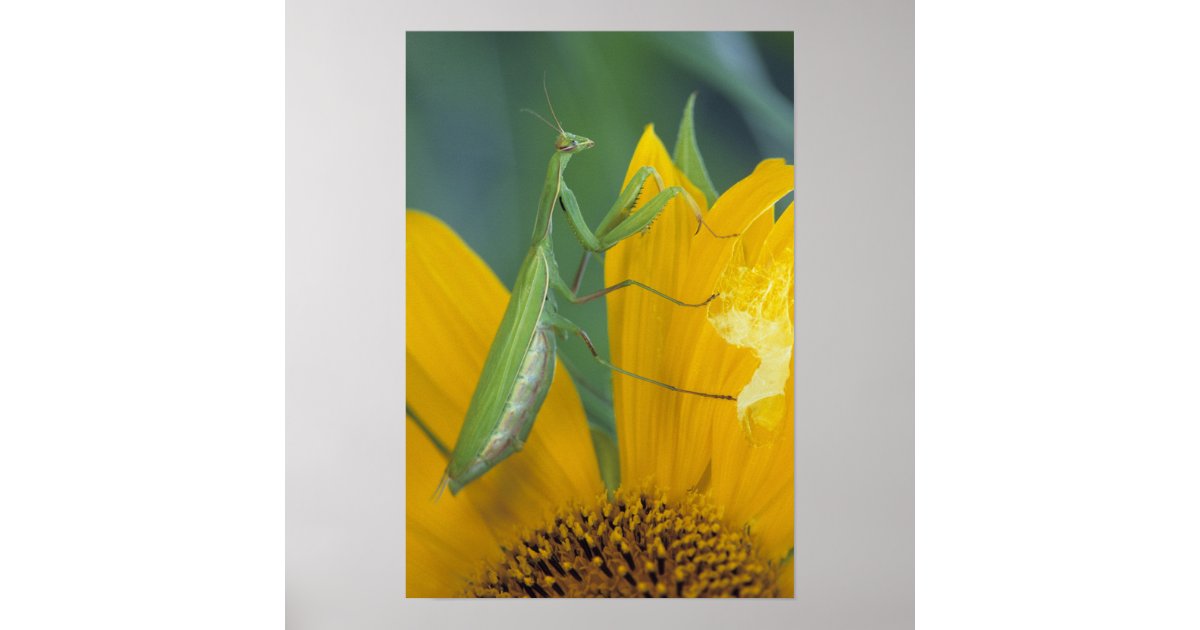 Female praying mantis poster | Zazzle