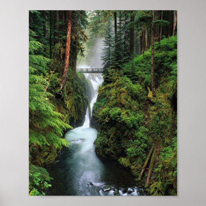 Forest Print | Zazzle.com.au