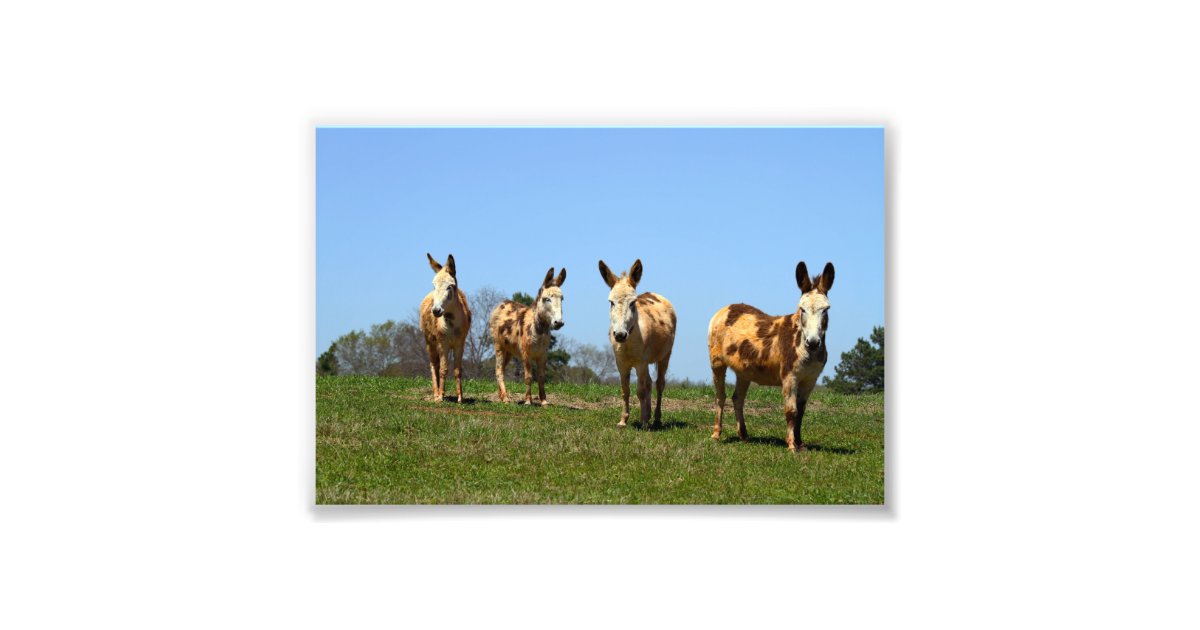 Four Donkeys Photo Print | Zazzle