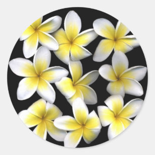 Frangipani Stickers | Zazzle AU
