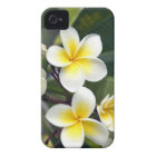 Frangipani flower Cook Islands Poster | Zazzle.com.au