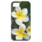 Frangipani flower Cook Islands Poster | Zazzle.com.au