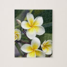 Frangipani flower Cook Islands Poster | Zazzle.com.au