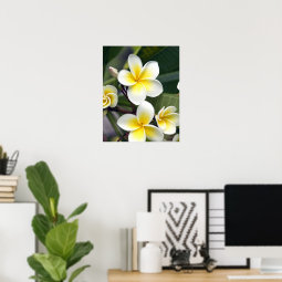 Frangipani flower Cook Islands Poster | Zazzle