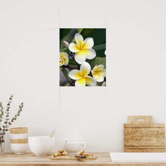 Frangipani flower Cook Islands Poster | Zazzle