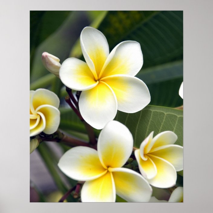 Frangipani flower Cook Islands Poster | Zazzle.com.au