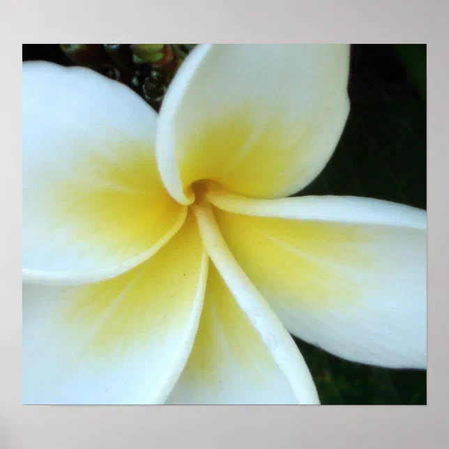 Frangipani flower poster | Zazzle