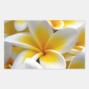 Frangipani Stickers | Zazzle AU