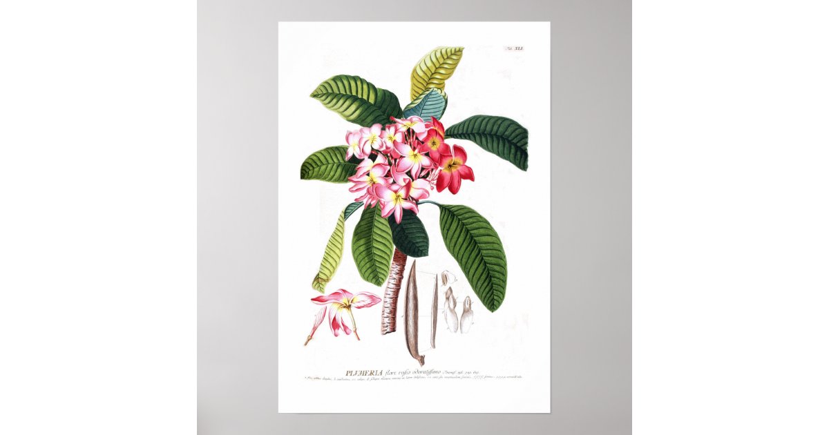 Frangipani Poster | Zazzle